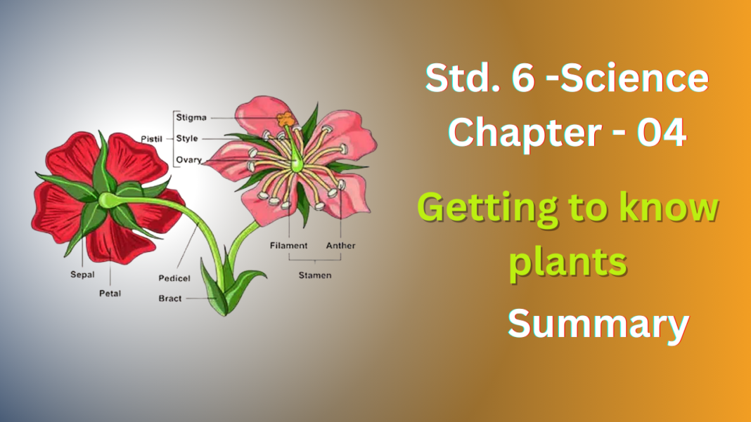 NCERT Solutions for Class 6 Science Chapter 4: Getting to Know Plants ...