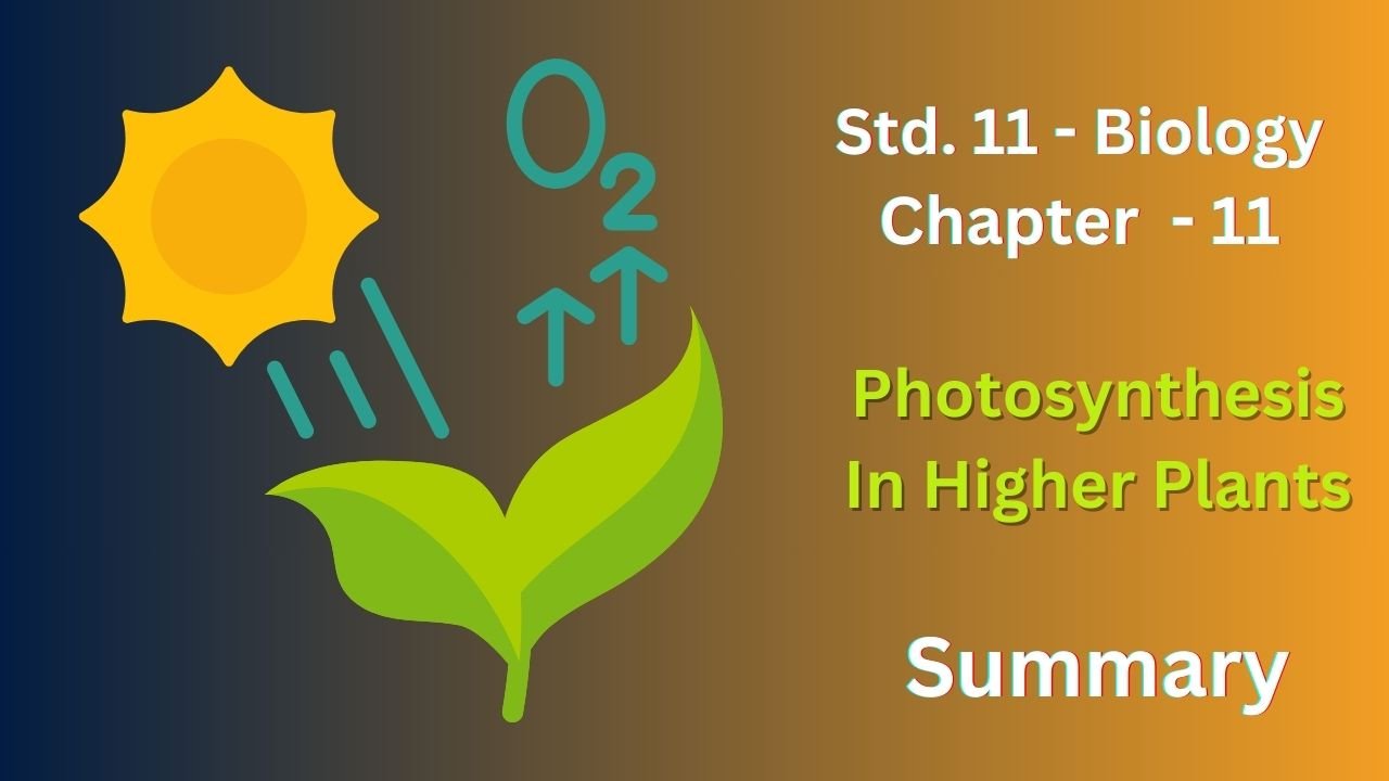 Class 11 Biology Chapter 11 – Photosynthesis Guide