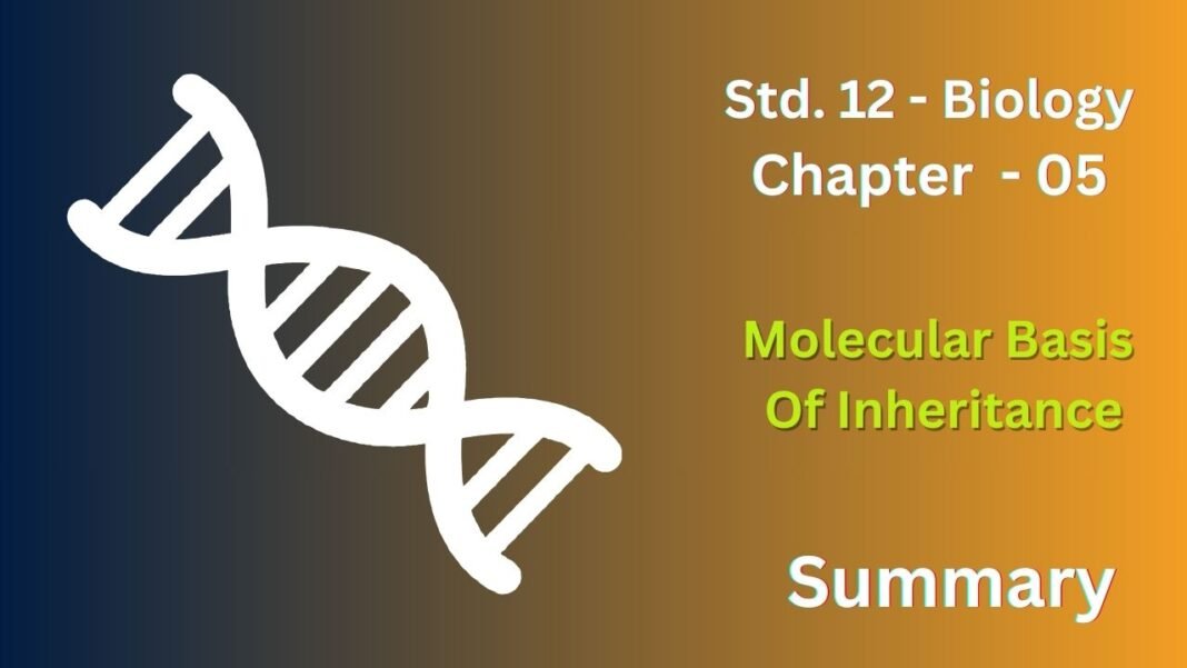 Class 12 Biology Chapter 5 – Molecular Basis of Inheritance