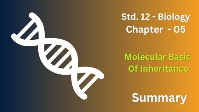 Class 12 Biology Chapter 5 – Molecular Basis of Inheritance